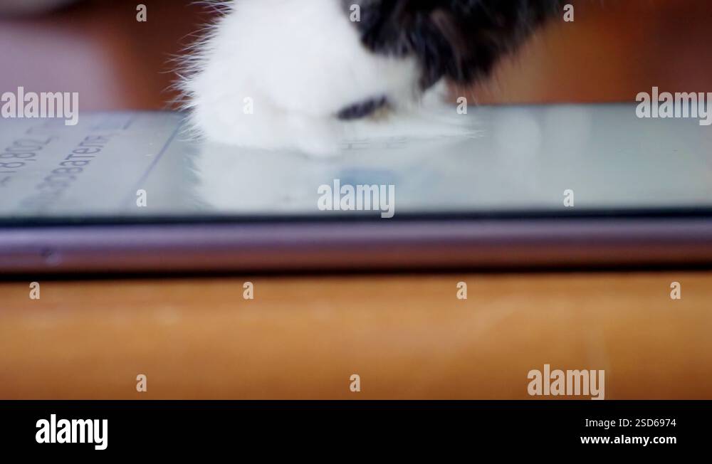 cats paw touches the touch screen of a smartphone Stock Video Footage ...