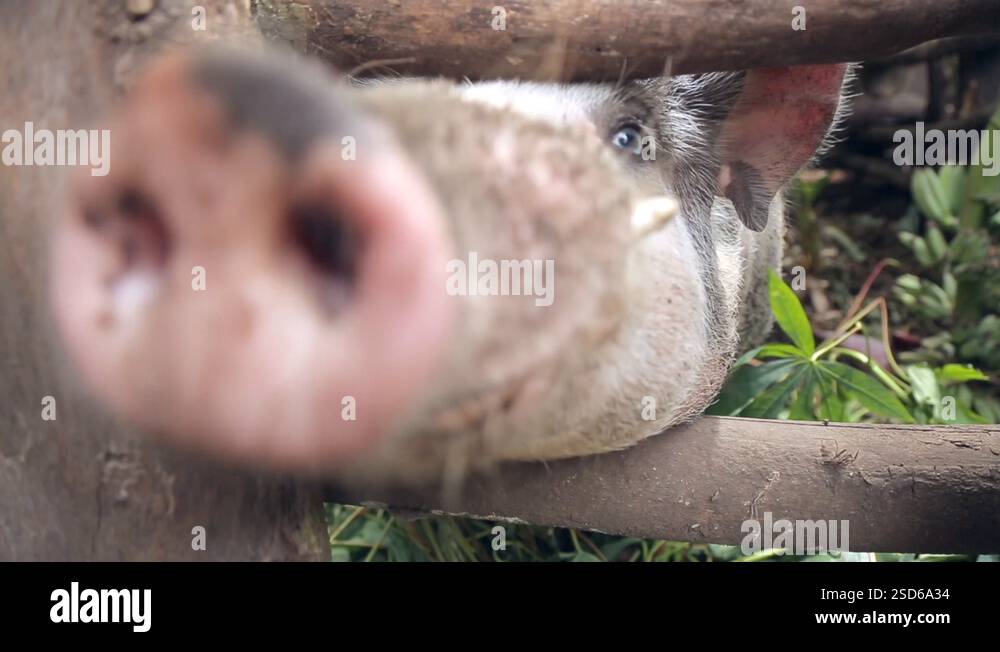 Pig for the fence. Yakel Tribe, Tanna Island, Vanuatu, South Pacific ...