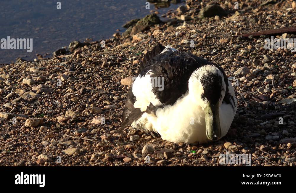 Black and white poor duck nods one cold morning Stock Video Footage - Alamy
