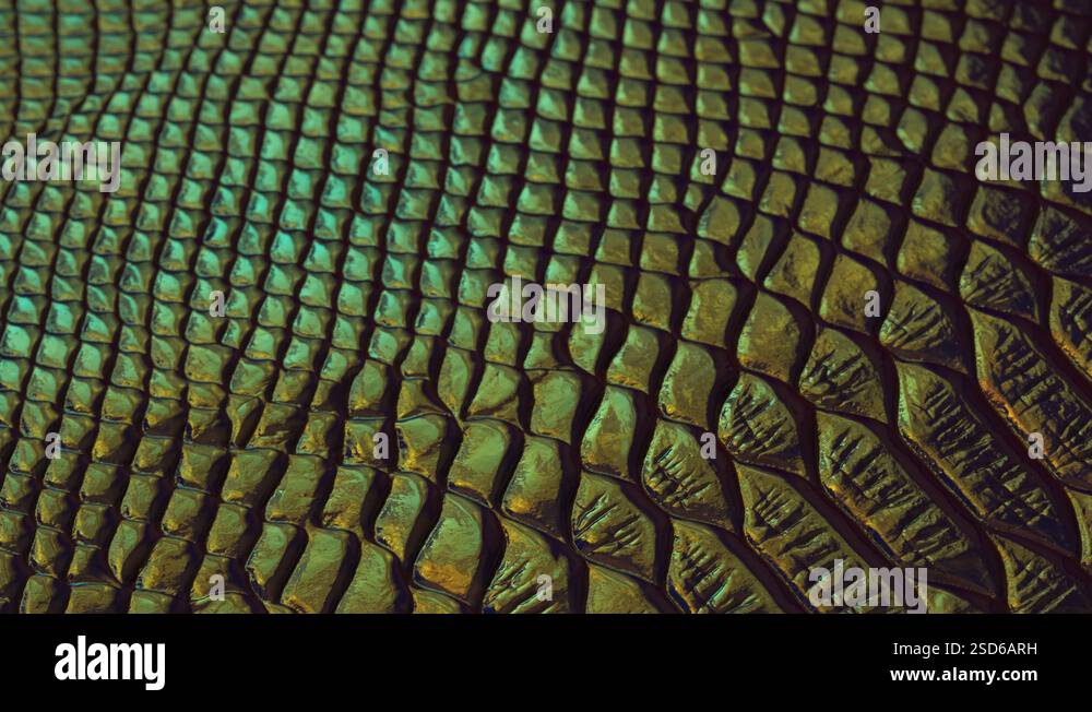 Scales texture Stock Videos & Footage - HD and 4K Video Clips - Alamy