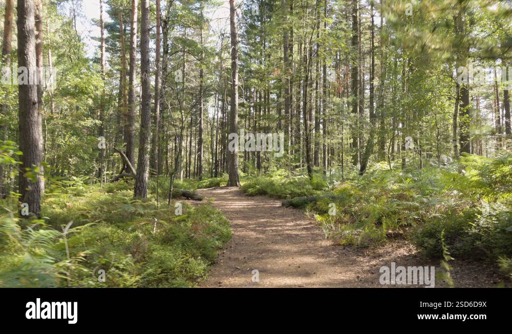 A way through a forest with tall trees and lots of plants on the ground ...