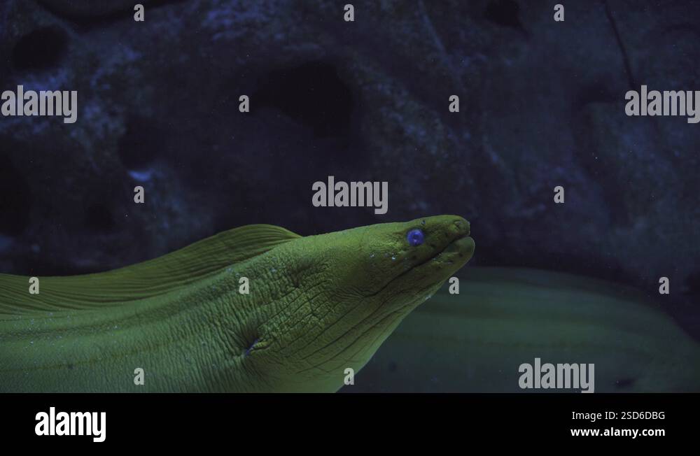 Moray tour Stock Videos & Footage - HD and 4K Video Clips - Alamy