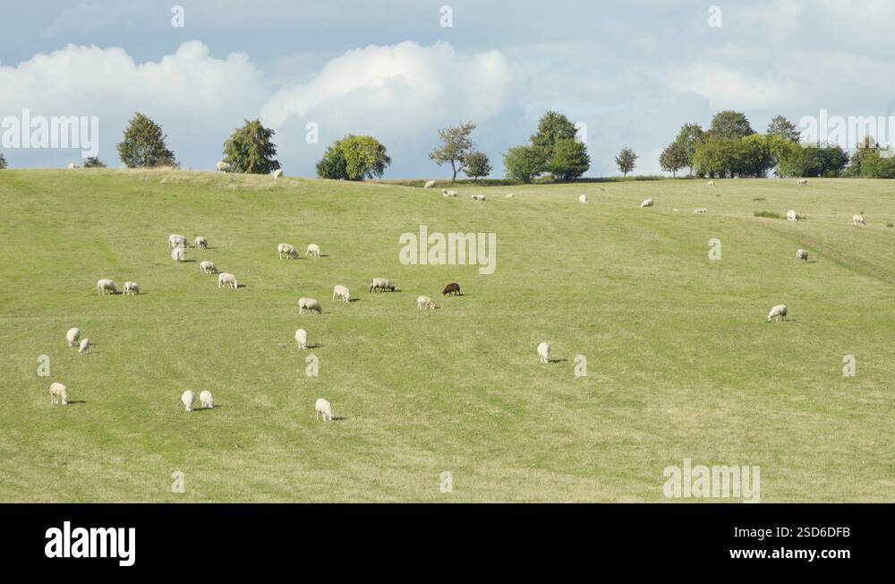 Sheep eat in a large green field, clouds go by up in the sky Stock ...