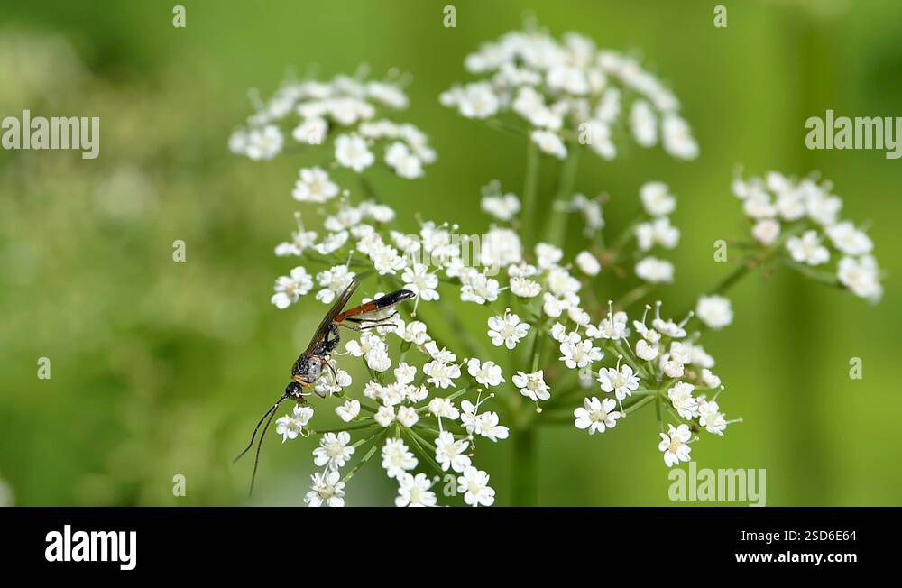 Insect long antenna Stock Videos & Footage - HD and 4K Video Clips - Alamy