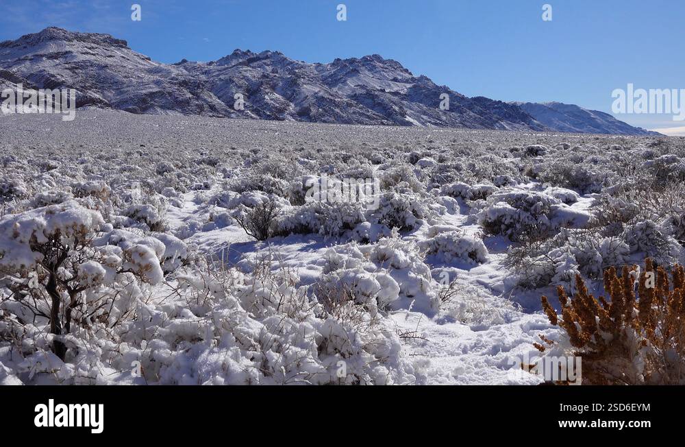 Snow cyclone, snow on desert plants on a mountain pass near Death ...