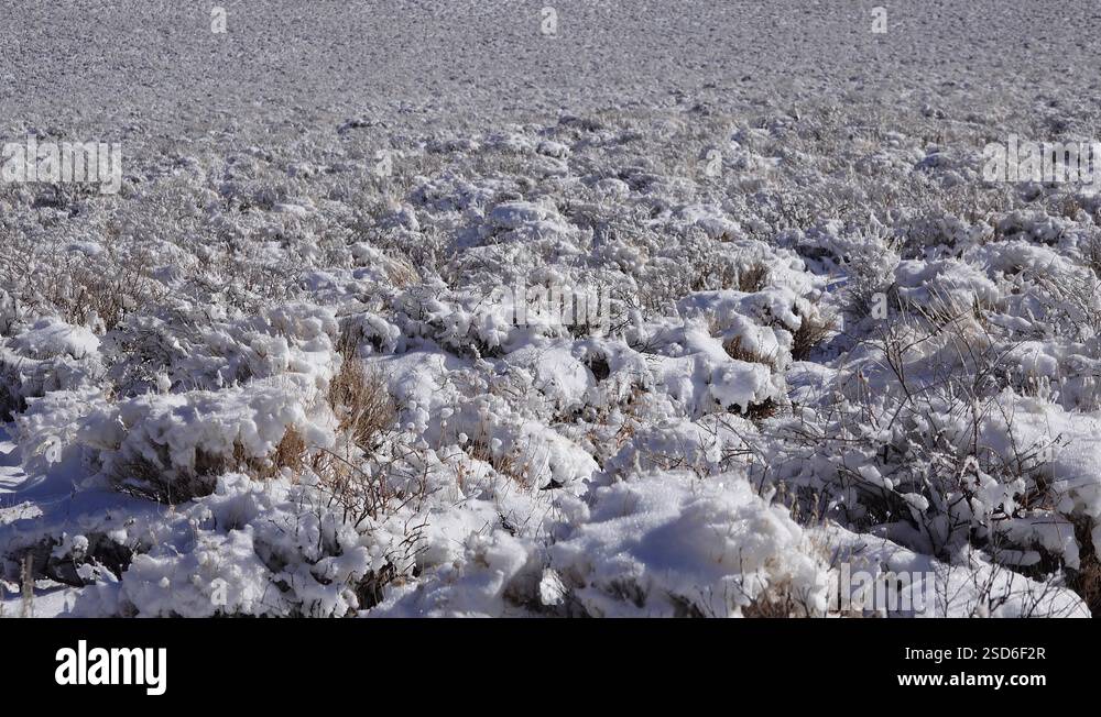 Snow cyclone, snow on desert plants on a mountain pass near Death ...