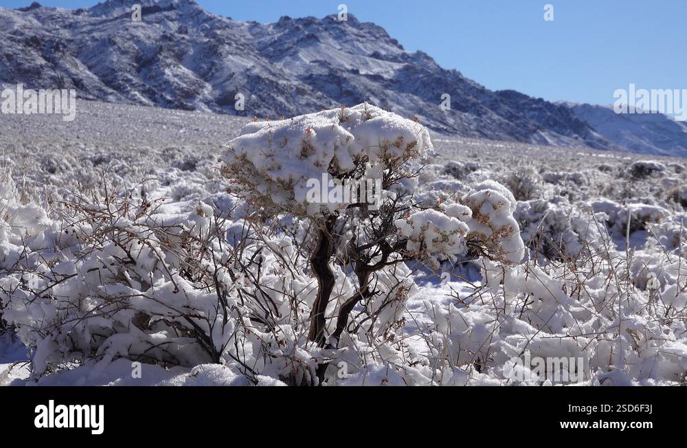 Snow cyclone, snow on desert plants on a mountain pass near Death ...