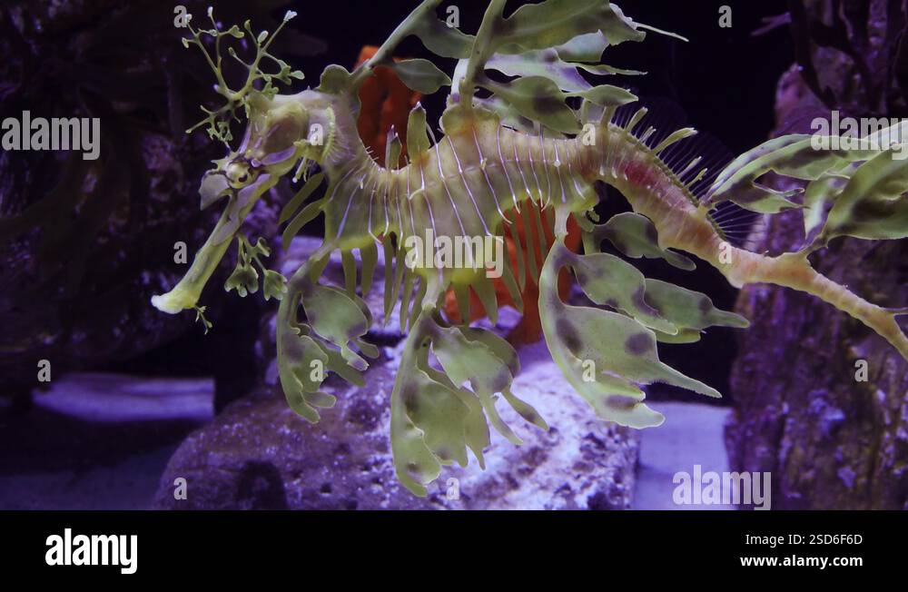 Leafy Seadragon (Phycodurus eques) swims in a saltwater aquarium, USA ...