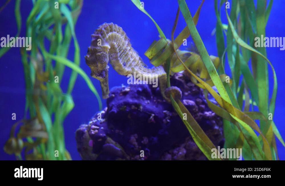 Seahorse swims in a marine aquarium, holding its tail on algae. Stephen ...