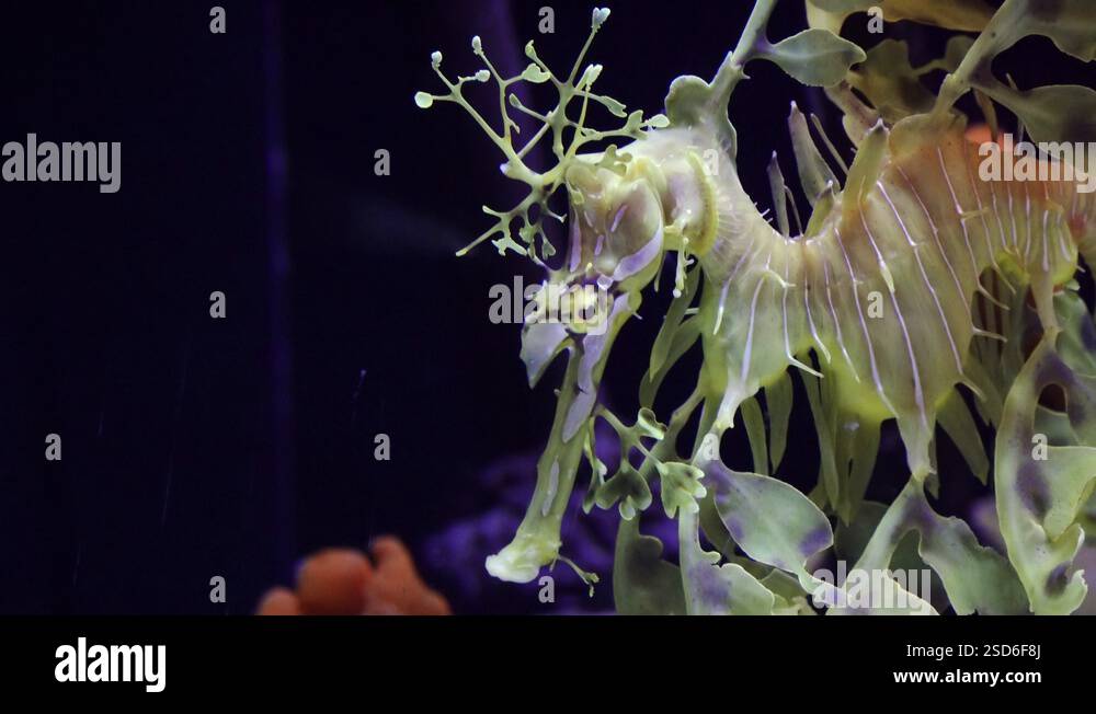 Leafy Seadragon (Phycodurus eques) swims in a saltwater aquarium, USA ...