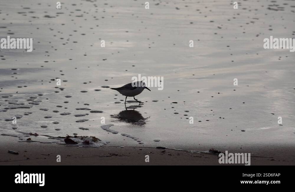 Small waders quickly run across the sand in search of food, the Pacific ...