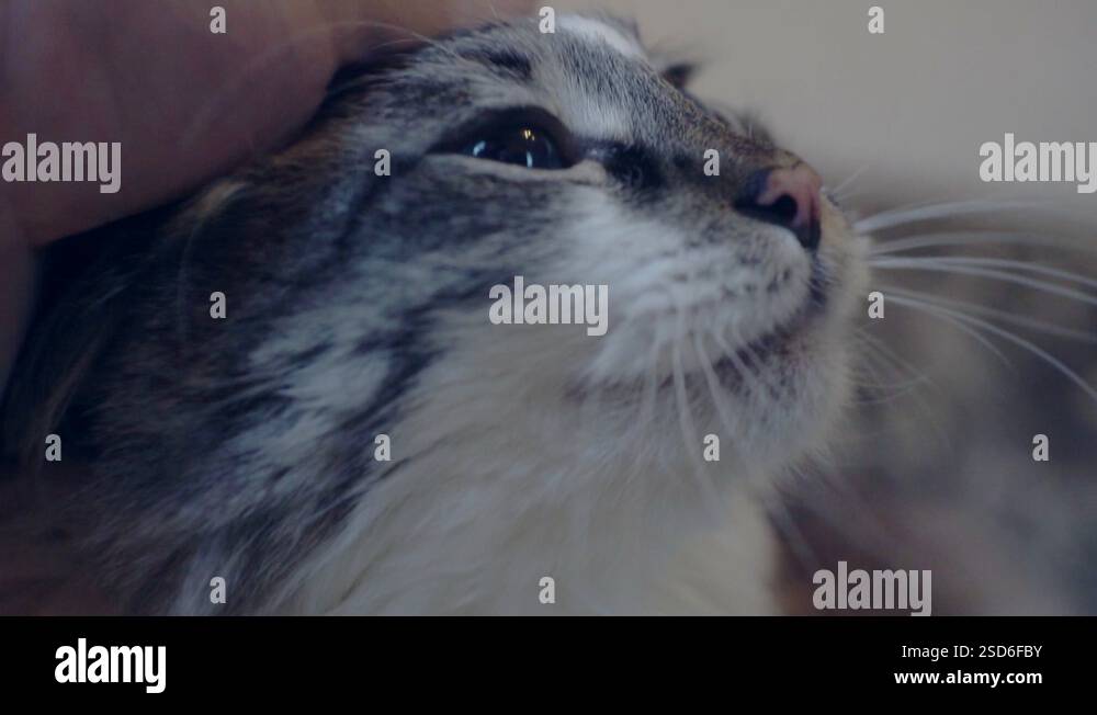 hand patting head of a happy cute cat Stock Video Footage - Alamy