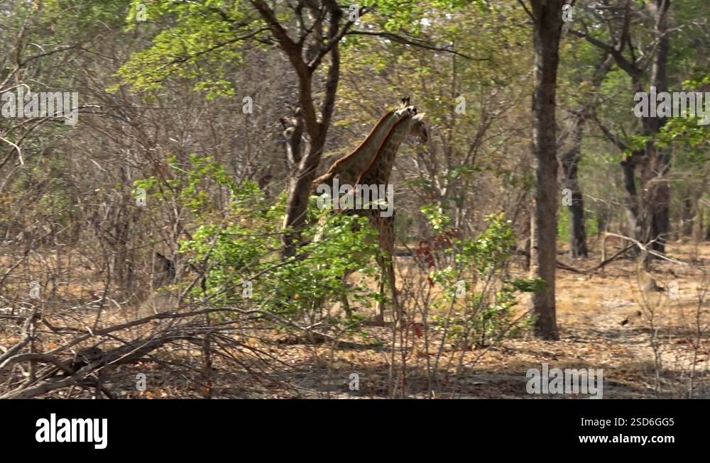 Wild african giraffes running trough bushes in Chobe National Park ...