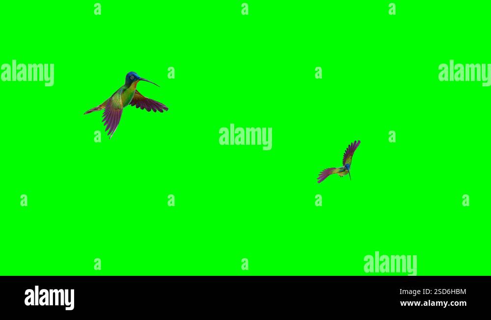Flying humming bird motion graphics with green screen background Stock ...
