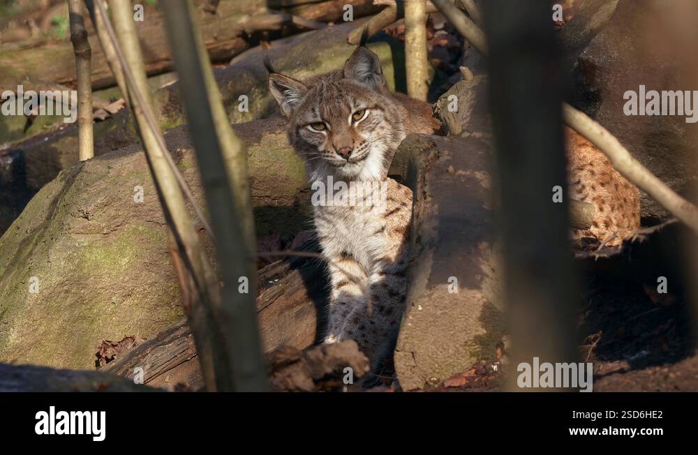 Eurasian lynx (Lynx lynx) preparing for attack Stock Video Footage - Alamy