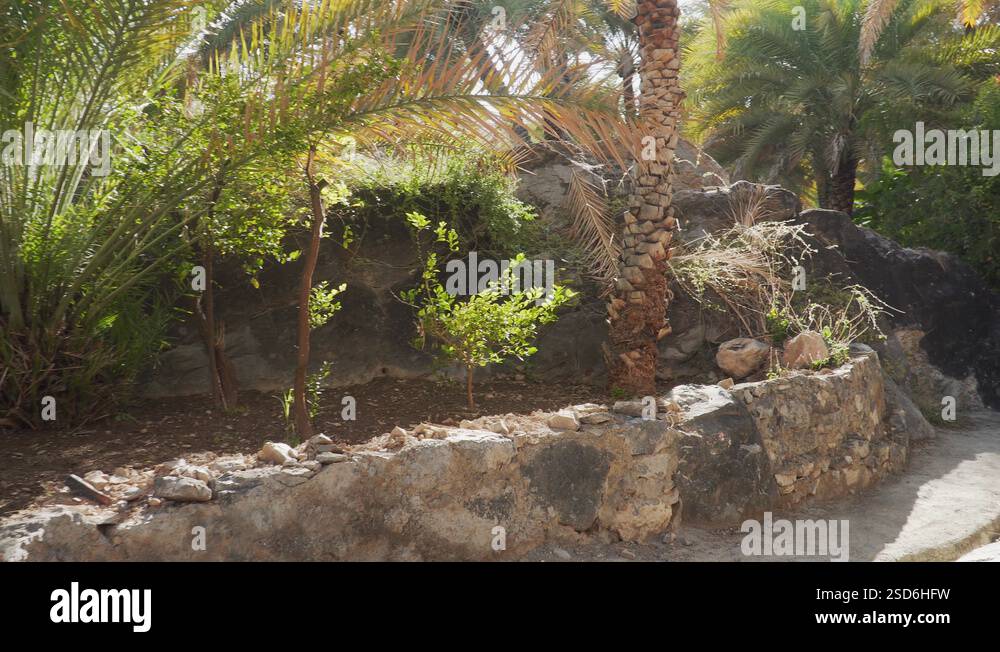 Dates Palm Trees, Terraces and Gardens Surrounding Old Mountainous ...