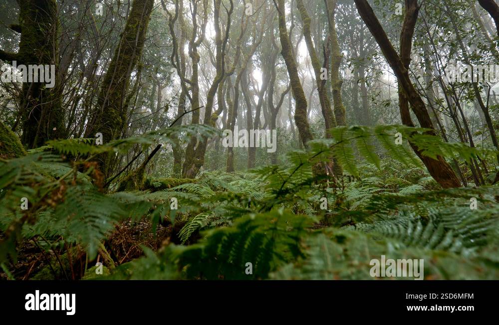 Anaga Rural Park, Tenerife island, Spain. Foggy green forest with rich ...