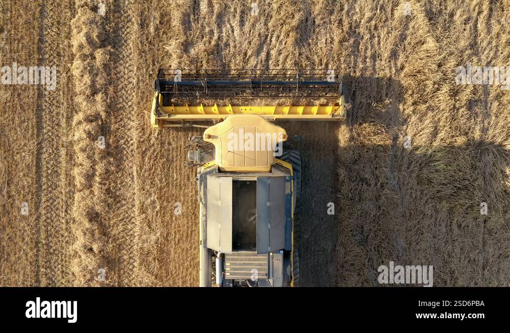 Farm Harvester Collects Ripe Ears Of Grain With A Reaper Reel Aerial ...
