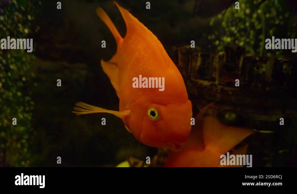 large adult exotic fish in a glass aquarium Stock Video Footage - Alamy