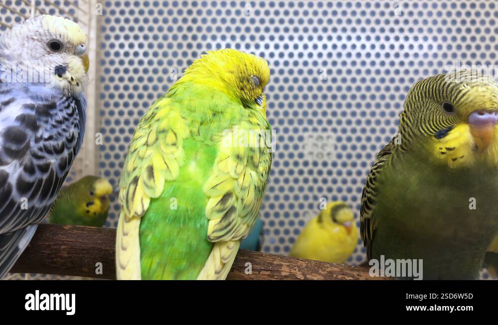 Several budgies are sitting on a perch in a pet store Stock Video ...