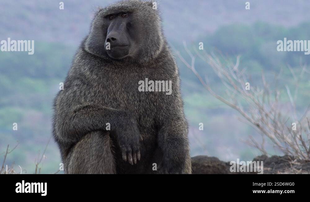 Monkey expressions Stock Videos & Footage - HD and 4K Video Clips - Alamy