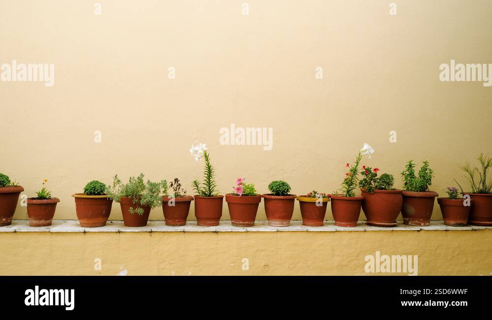 Fourteen clay flower pots with flowers standing along a beige wall ...