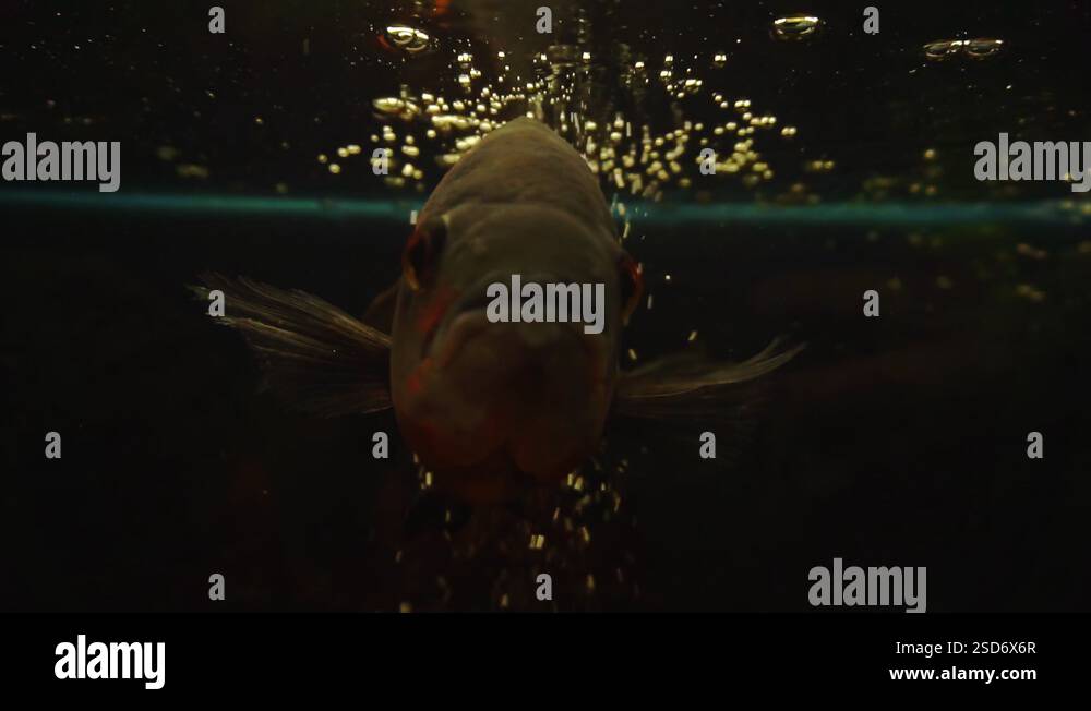 large adult exotic fish in a glass aquarium.close-up Stock Video ...