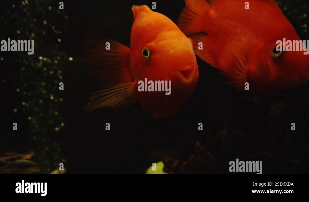 large adult exotic fish in a glass aquarium.close-up Stock Video ...