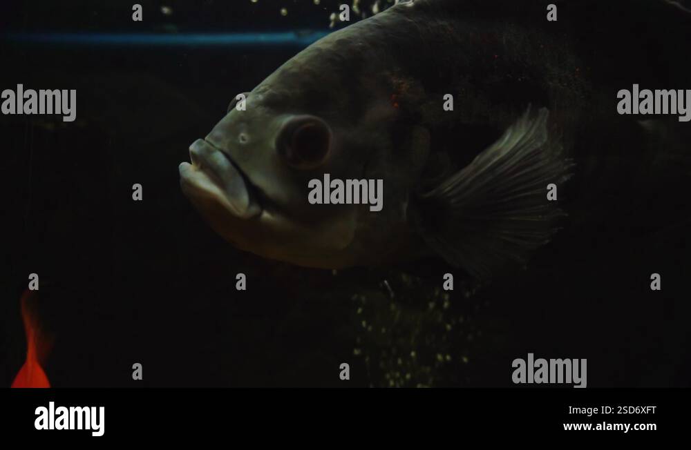 large adult exotic fish in a glass aquarium.close-up Stock Video ...