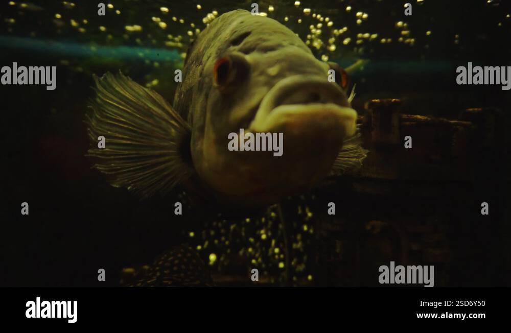 large adult exotic fish in a glass aquarium Stock Video Footage - Alamy