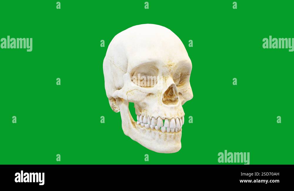 Rotating human skull with green screen background Stock Video Footage ...