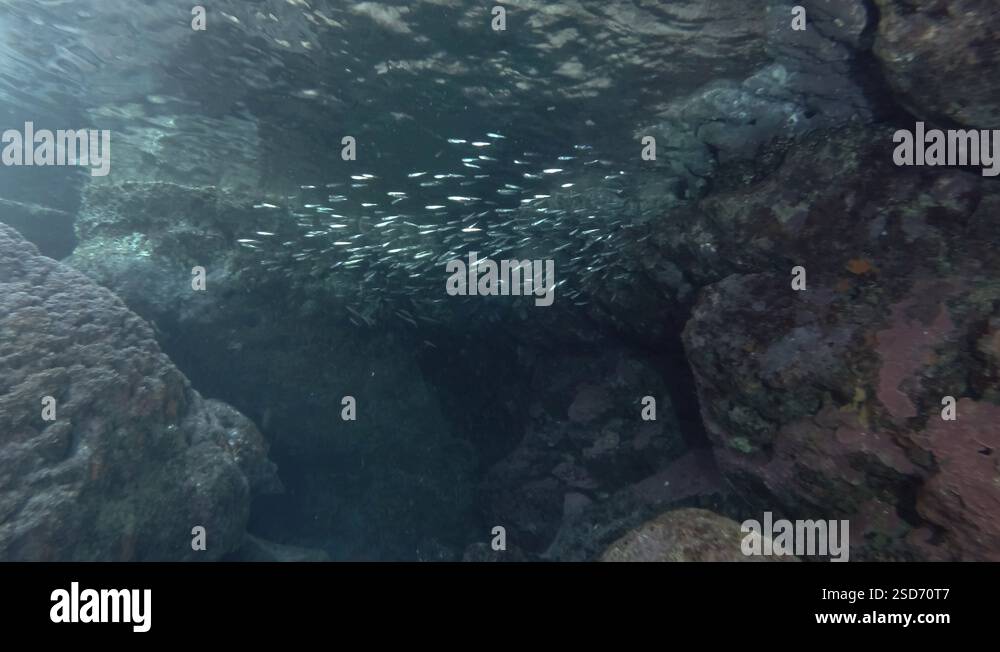 Massive school of fry fish swims under surface of water near rock reef ...
