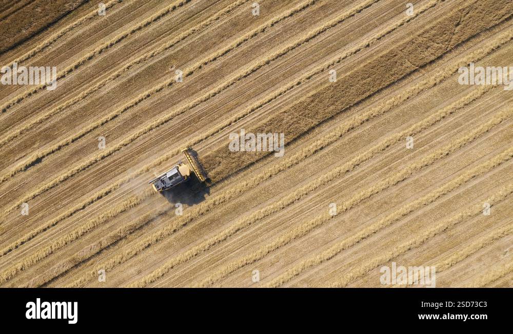 Combine Harvester Collect Wheat Grain In A Agricultural Field Aerial ...