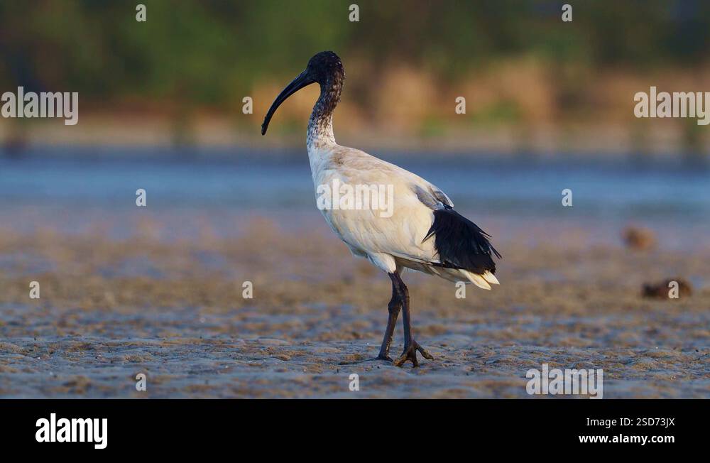Australian Ibis - Threskiornis moluccus black and white ibis from ...
