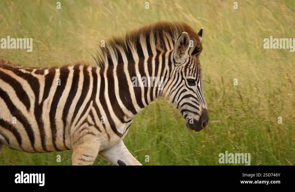 Zebra calf walks with a bounce, bobs head on windy day, profile view Stock Video Footage - Alamy