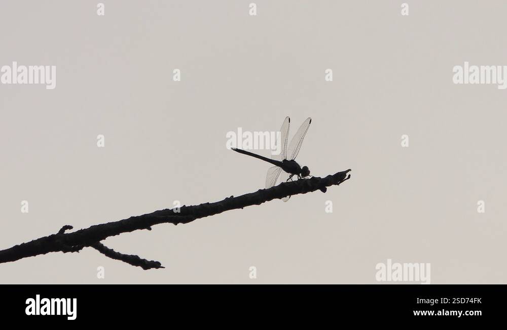 Dragonfly with shadow On Tree In Beautiful the evening Stock Video ...