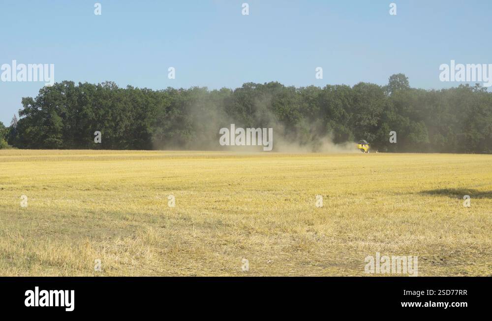 A large grain field with a green forest. A combine harvester drives in ...
