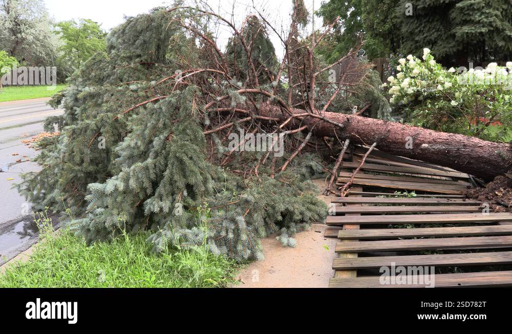 Trees uprooted and damage after severe wind in thunderstorm Stock Video ...