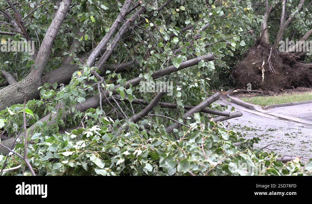 Trees uprooted and damage after severe wind in thunderstorm Stock Video ...
