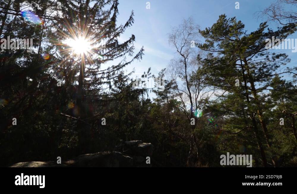 Tall trees in a forest move in a wind on a sunny day. sun shines ...