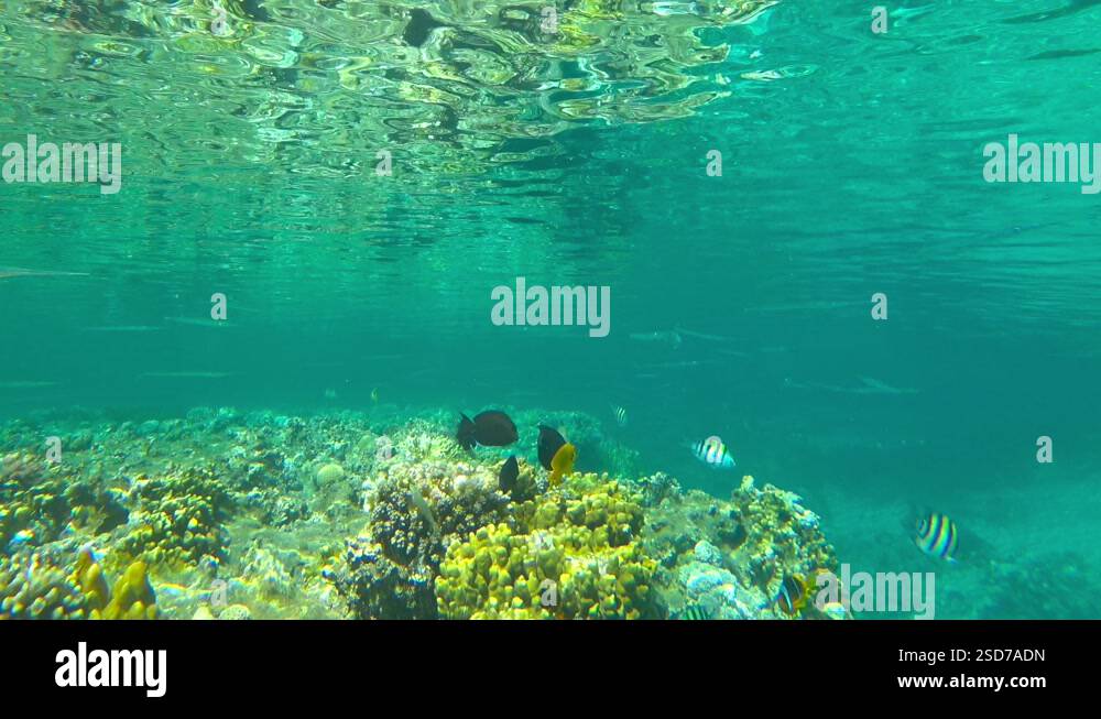 beautiful coral reef and sea fish Stock Video Footage - Alamy