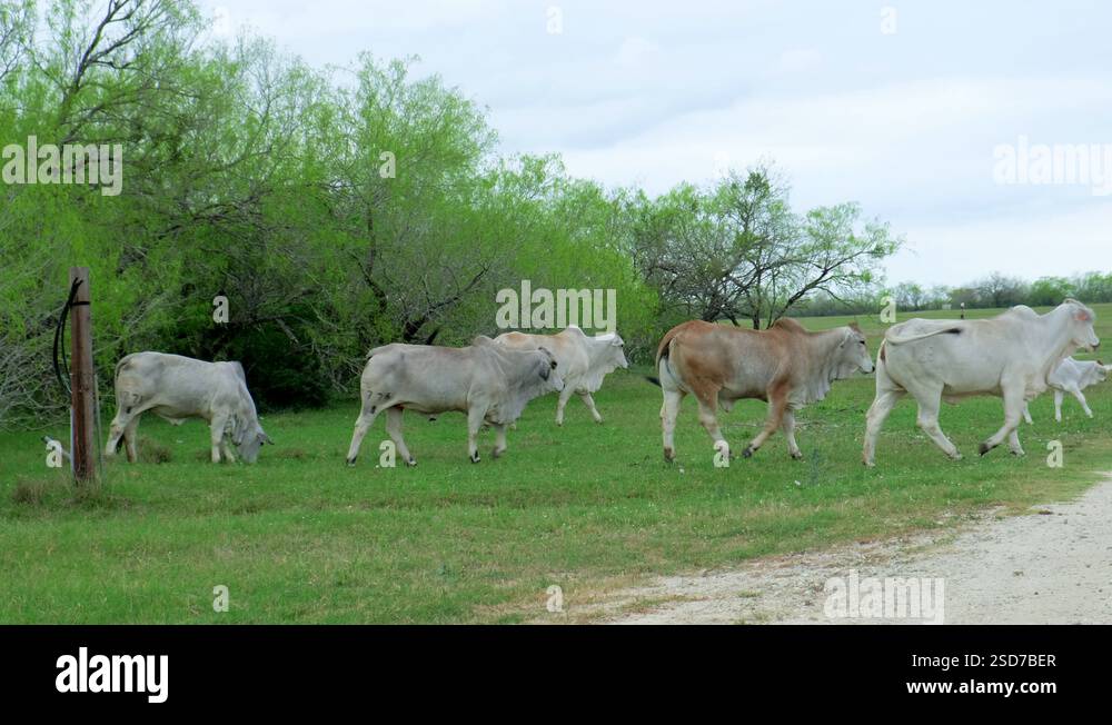 Scene of ranch raising Nelore cattle, a species of Bos indicus (Zebu ...
