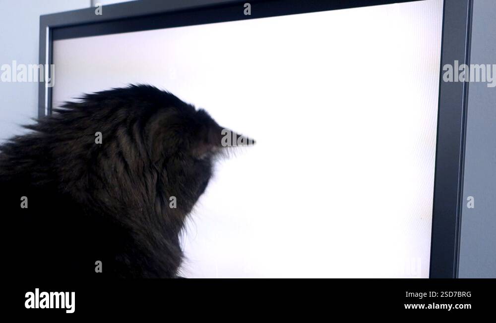 Cat attentive in front of a monitor with a cat's game on screen Stock ...