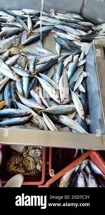 Fishes on bucket in General Santos City Fish Port Complex. Philippines ...