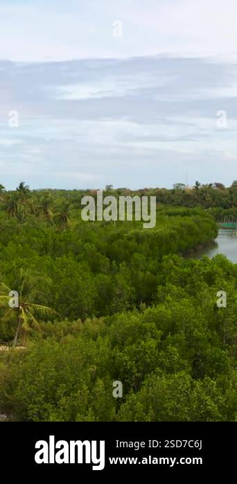 Tropical mangrove forest and coconut trees in Bantayan Island. Cebu ...