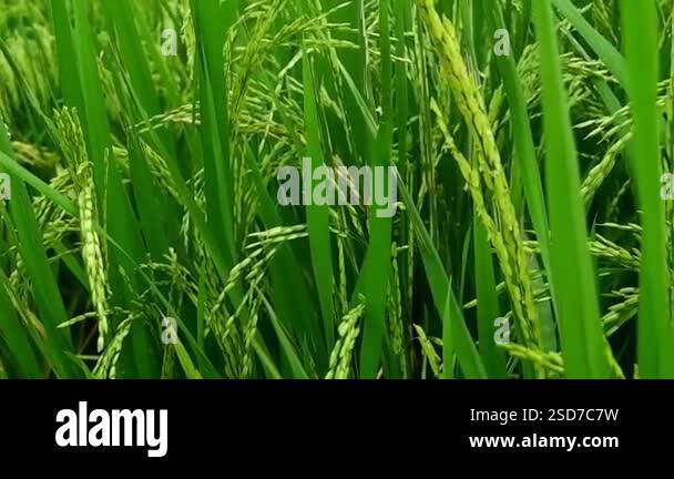 rice plants swaying in the wind in the rice fields. Rice fields are ...