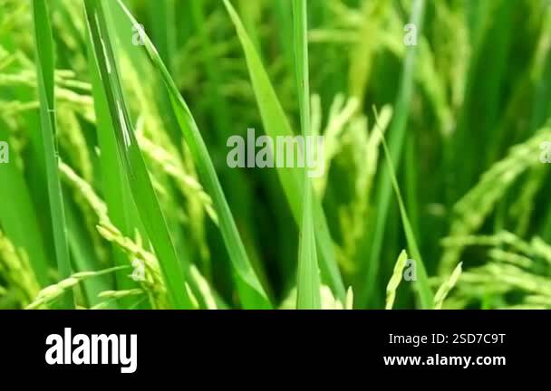 rice plants swaying in the wind in the rice fields. Rice fields are ...