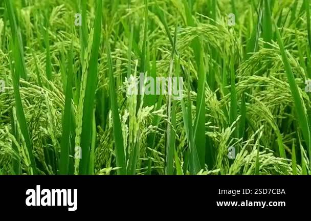 rice plants swaying in the wind in the rice fields. Rice fields are ...