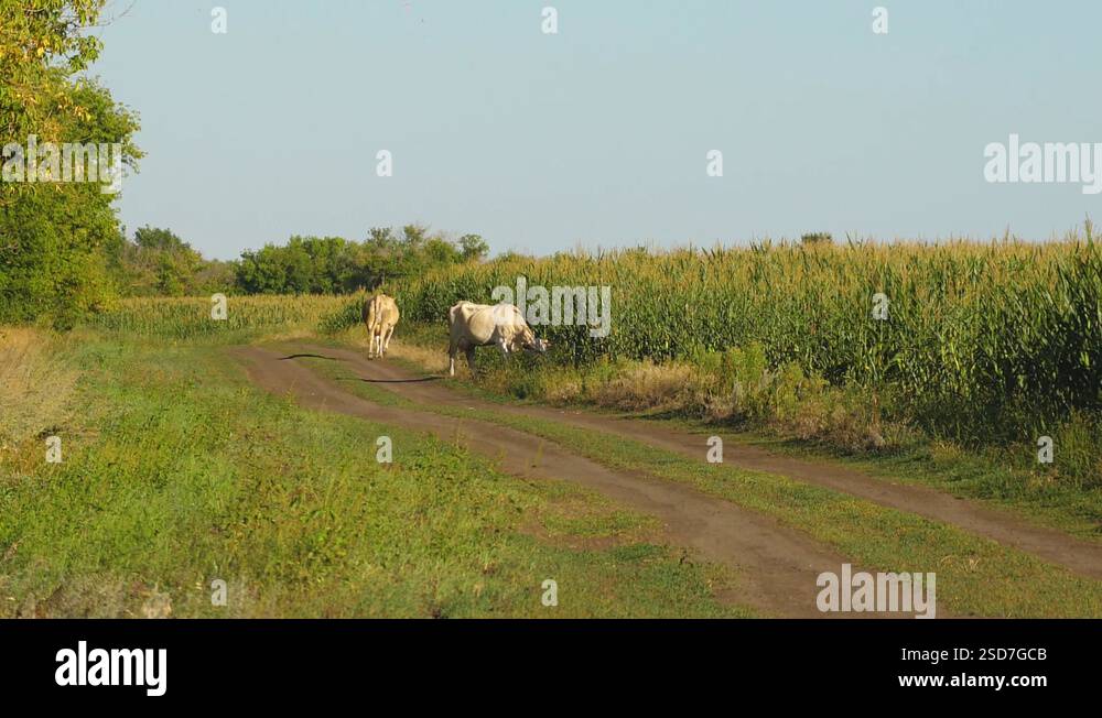 cows are walking along a road near a field of corn. cows graze on a ...