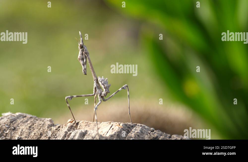 4K, conehead mantis (Empusa pennata) walking on a tree trunk Stock ...